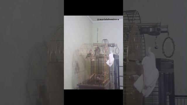 Эй, ты, иди сюда!