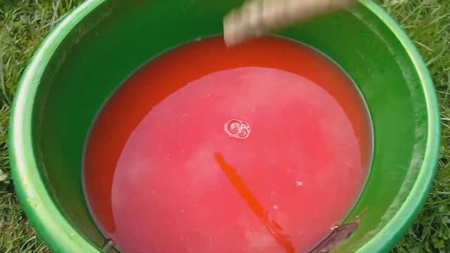 Обработка пионов от серой гнили.