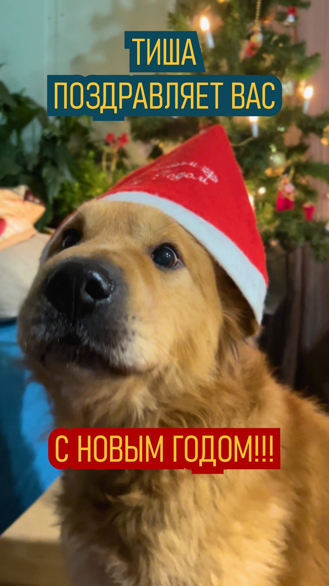 Поздравление от собаки с Новым годом! 🎄 #новыйгод #дом #праздник #зима #юмор #приколы #снег #уют