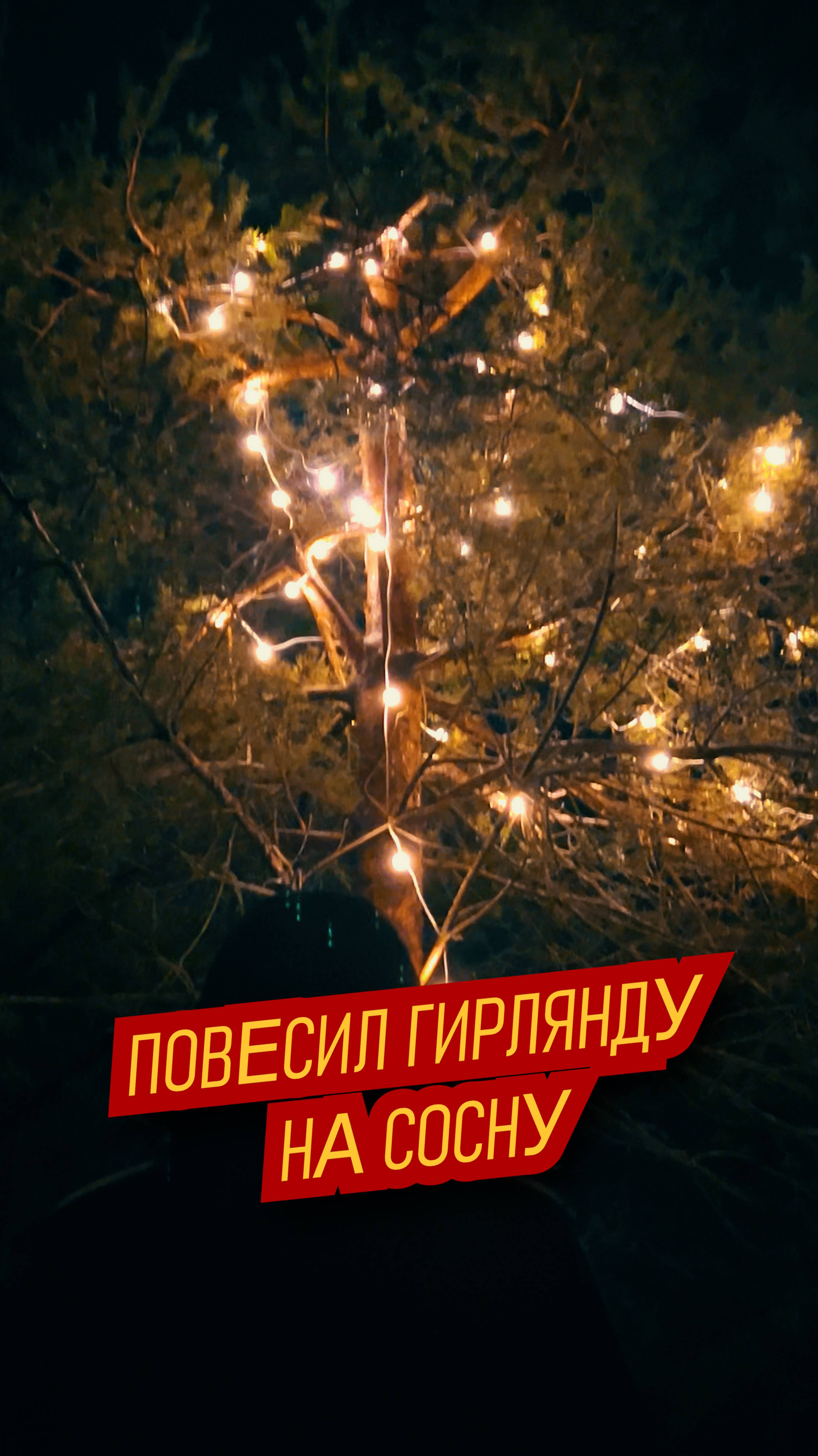Повесил гирлянду на сосну 🎄 #новыйгод2025 #дом #праздник #зима #юмор #приколы #снег #уют