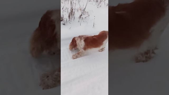 24.12.241523 Прогулка на природе