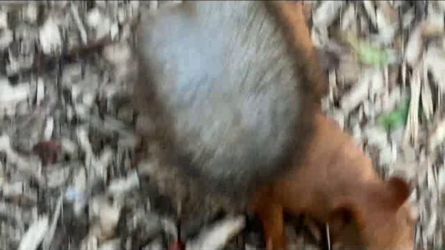 белочка пришла