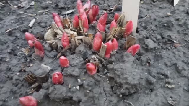 Весна.Пионы показали свои "носики"