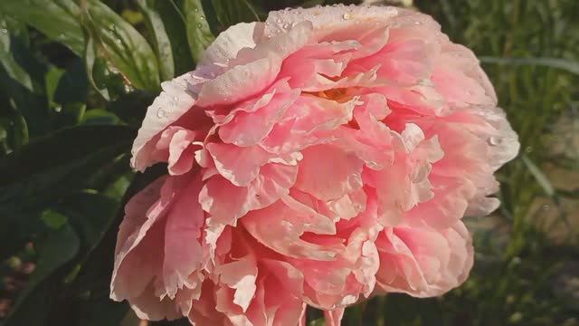 Цветут мои сеянцы пионов