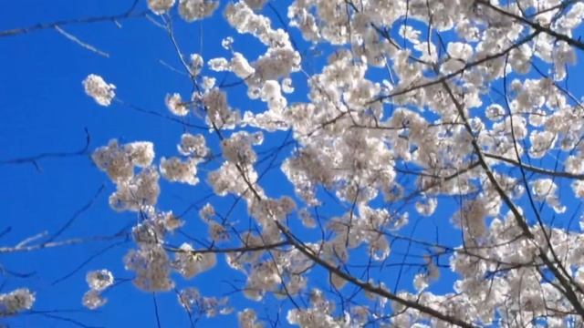 'Древлегорск' 'Оять' 'Радость' 'У моей Весны Красны'