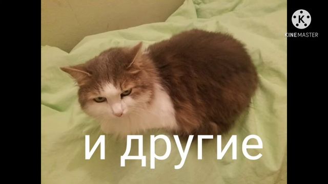 (2/8)(8/14)серия серень новое начало