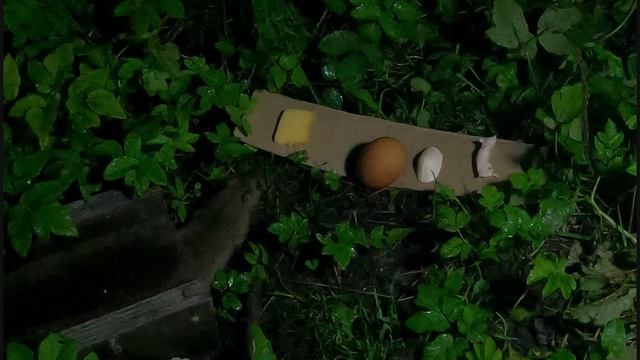 Перед отездом проверили ушла или нет поскольку нам показалось наша кошка Шуня спугнула её