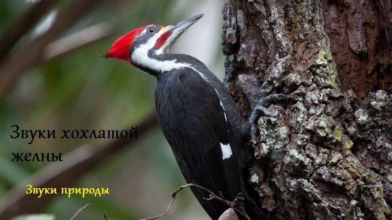 Хохлатая желна. Звуки природы