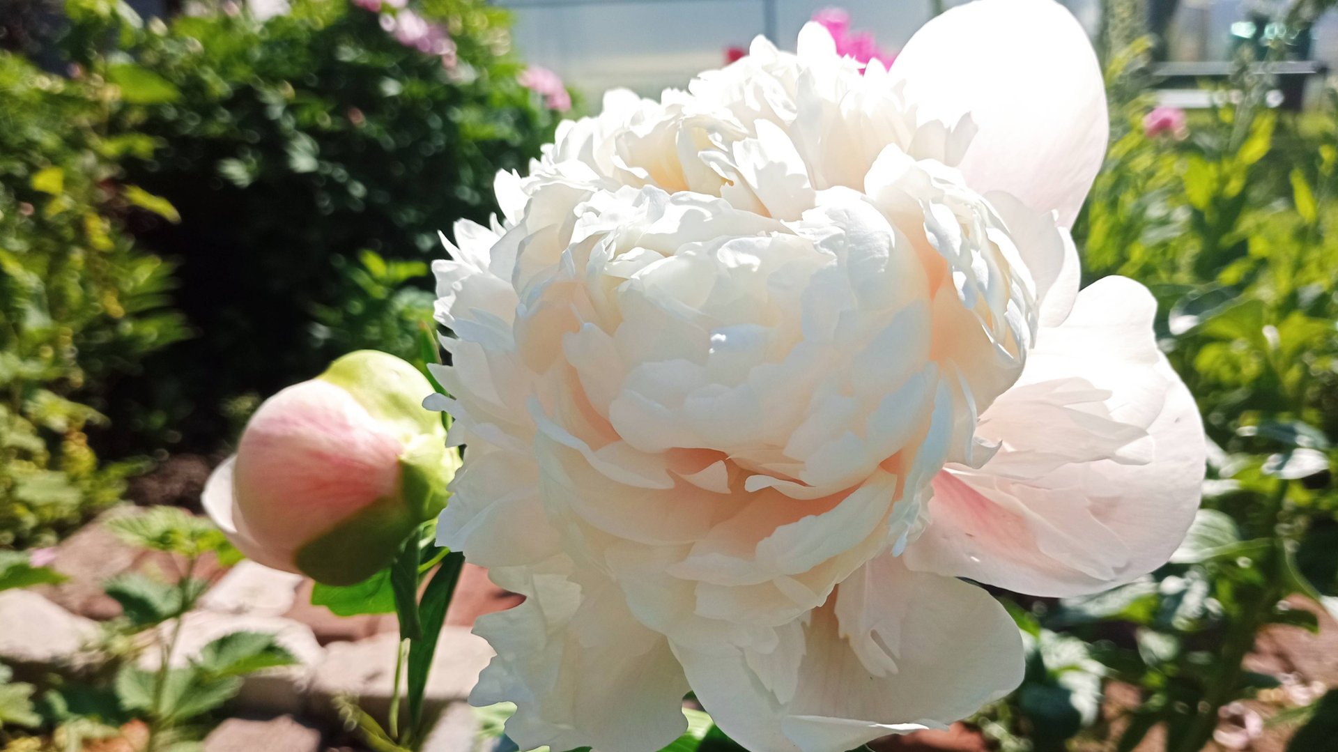 Начало цветения пионов у нас в саду.