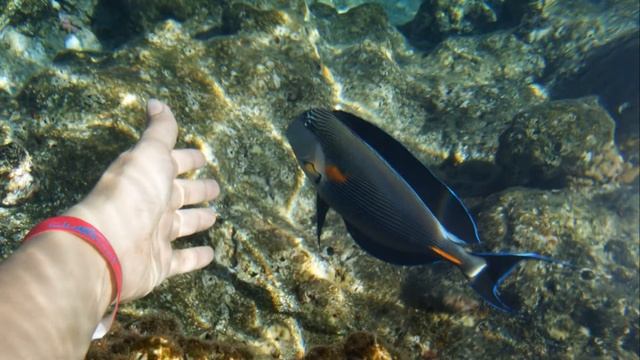 Почему не нужен дайвинг в Египте? Пляж отеля Club Reef 4* Шарм-Эль=Шейх Красное море Отдых в Египте