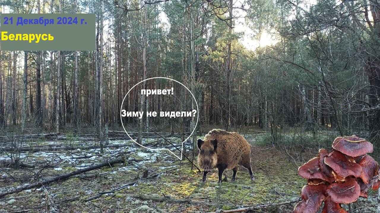 в Поиске сюжета для картины. И какая зима в Беларуси 21 декабря 2024 года..#Беларусь#природа#лес