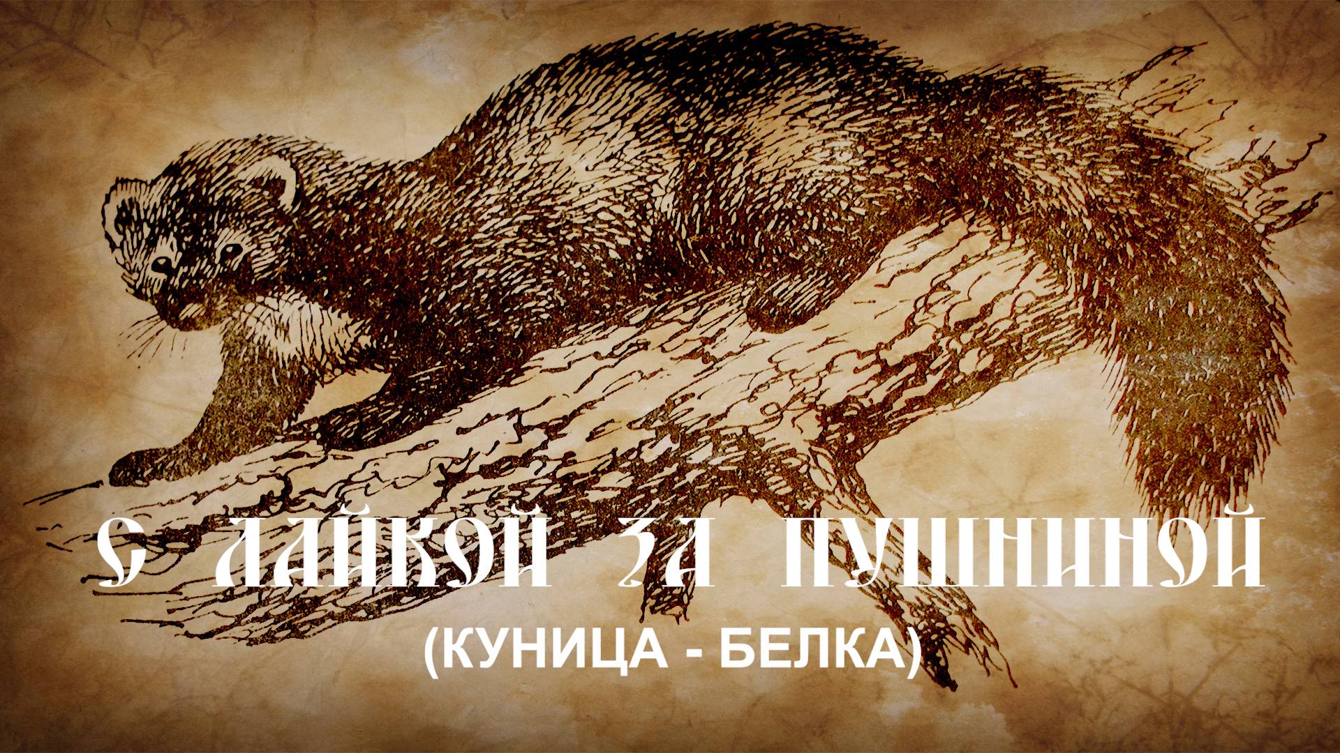 С лайкой за пушниной