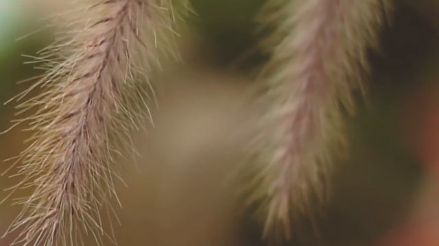 'Древлегорск' 'Оять' 'Радость' 'У моей Красны Весны (переход к)'