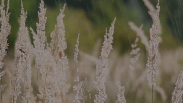 ''Древлегорск' 'Оять' 'Радость' 'Дождь'