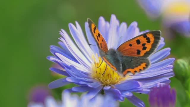 Прекрасные БАБОЧКИ. Их легкость и красота создают атмосферу умиротворения и покоя.