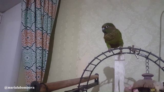 Попугай Агриппина: 
- Кто тут последний в цари?