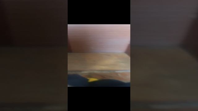 щенок в новом доме день 4.