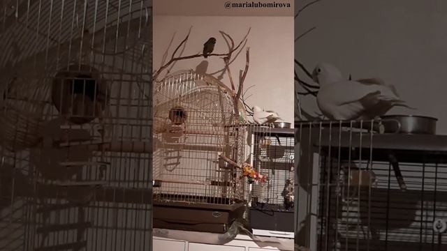 Рок в наших сердцах и в наших девизах! Оригинальный звук