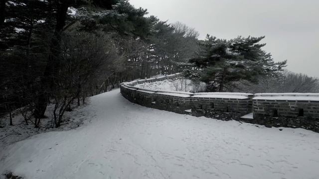 Оглушающая тишина Аокигахары