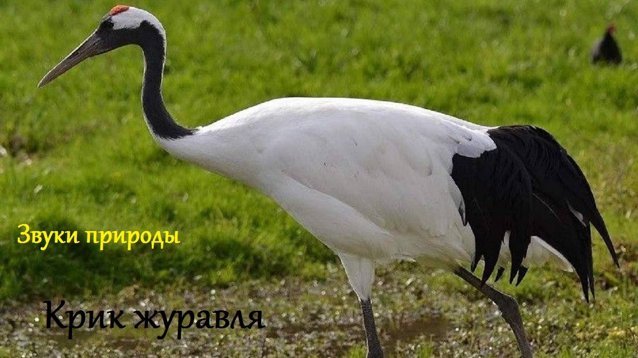 Крик журавля. Звуки природы