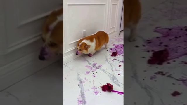 Попытка незаметно скрыться с места преступления 🐶