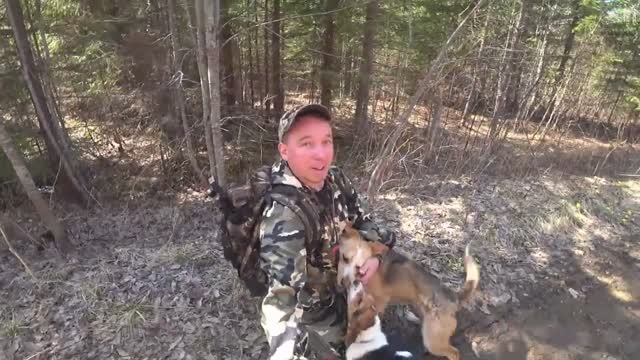 ТАЙГА.ЛОСИ.ГЛУХАРЬ.МЕДВЕДИ.ПЕРВЫЙ РАЗ С СОБАКАМИ В ЛЕС.КЛЕЩИ АТАКУЮТ!