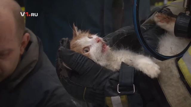 Пожарные оживили кота после пожара