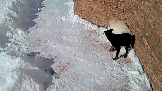 Ягдтерьер и Бешон Фризе играются