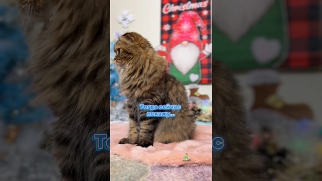 Вам понравился мой наряд?🎄😸 #котики #новогоднийнаряд #кот