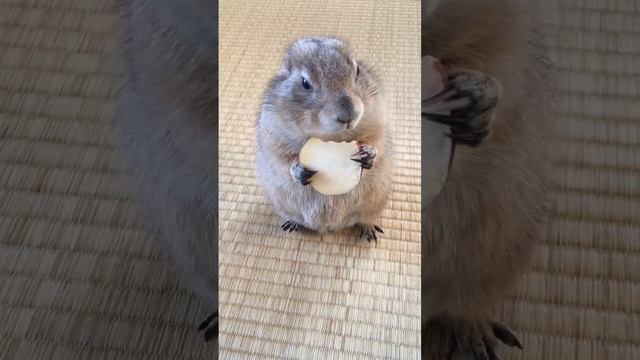 ВИДЕОЗАЛИПАЛКА животные_16