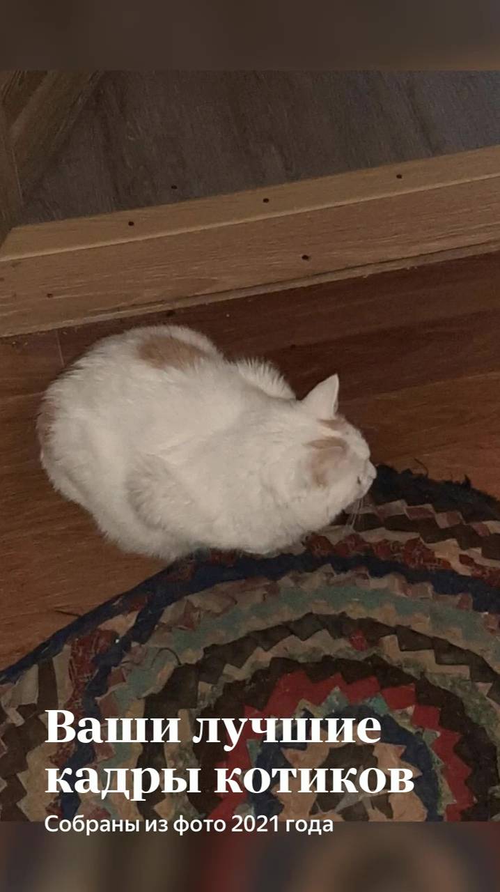 Видео_ Ваши лучшие кадры котиков. 2021г.