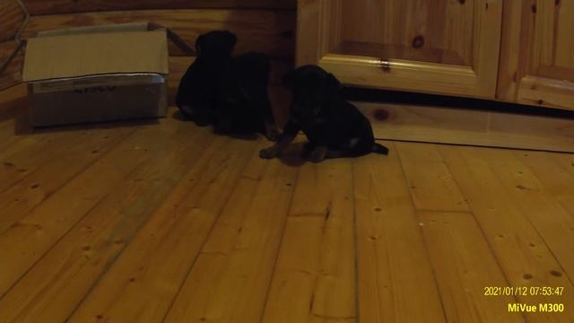 Щенки ягдтерьера.  ВарМотики (Варан+Мотильда)