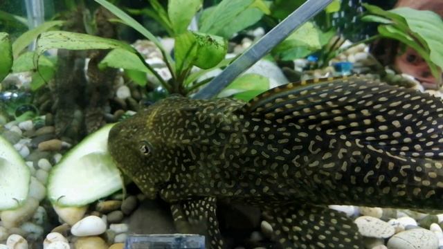 Только посмотрю.