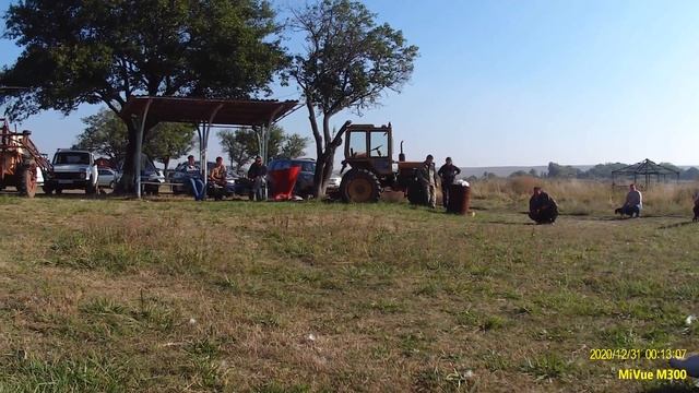 Выводка охотничих собак ИПС "Московское" 03.10.2015 #2 такса гладкошрстная