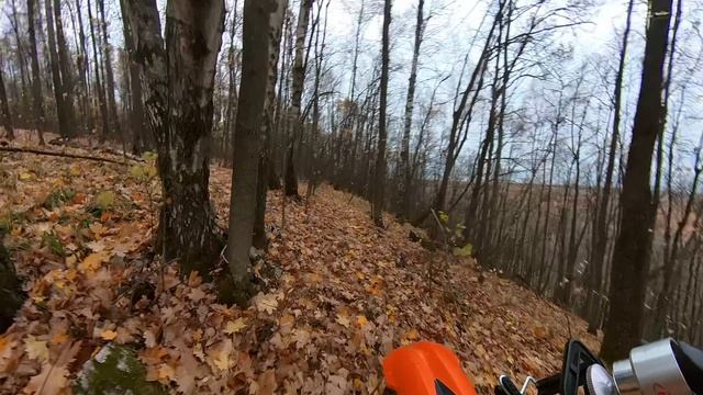 Лесное кольцо NEW