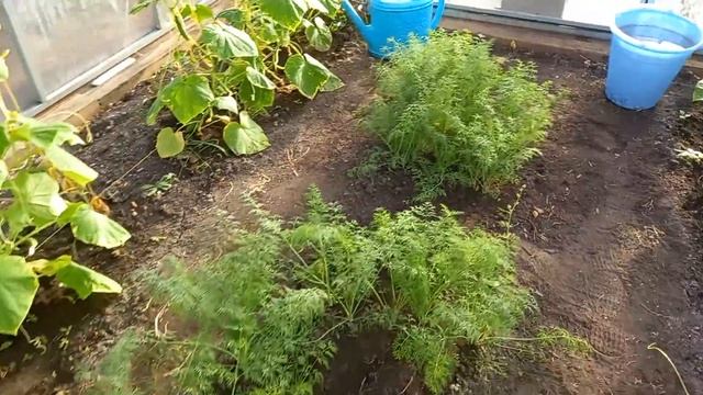 Огурцы поздней осенью в теплице, 31 октября.