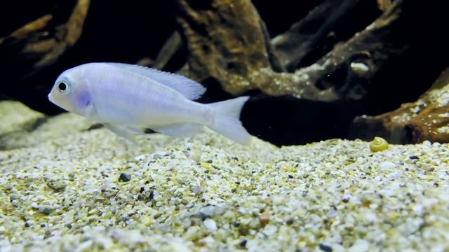 🪸 Рекомендации по покупке товаров для аквариума: что учесть