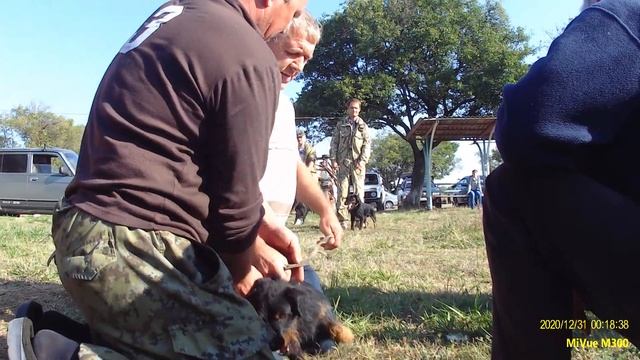 Ягдтерьеры #1