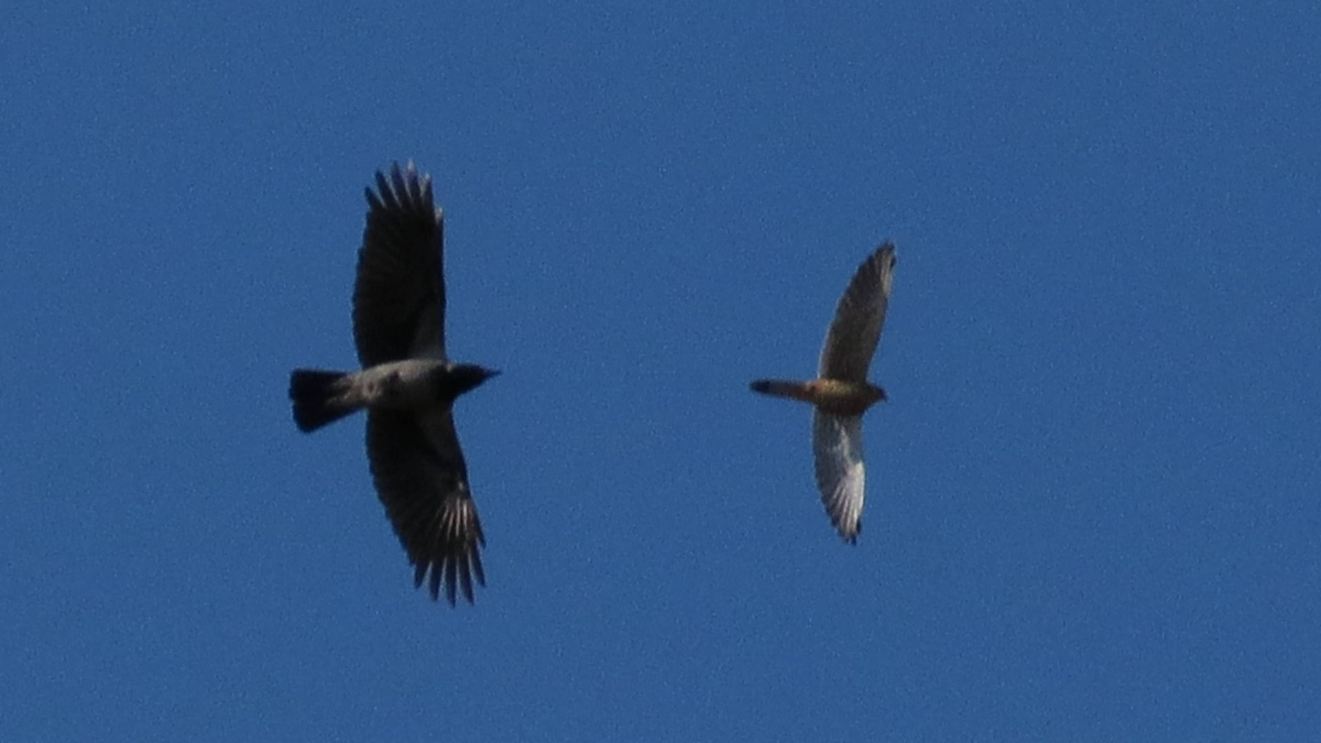 Вороны против пустельги, Крылатское, сентябрь 2024