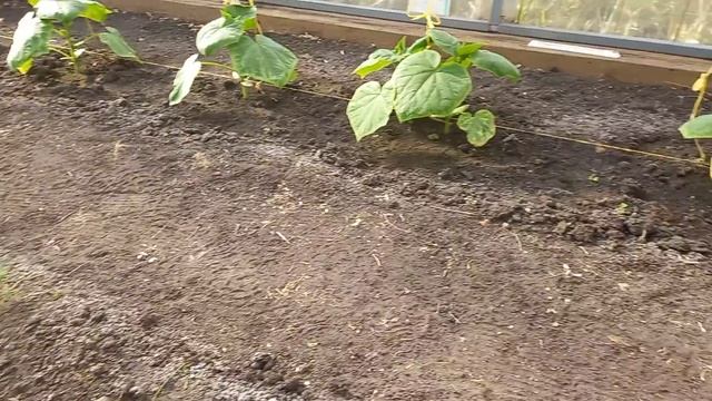 Обзор осенних огурцов в теплице, 29 сентября часть 2 .Посаженных в конце августа.