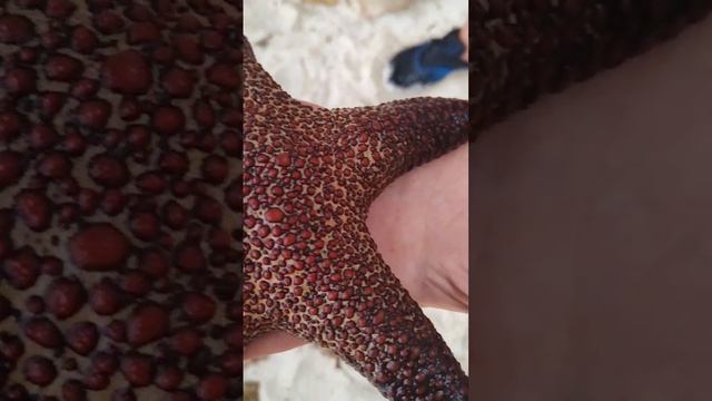 Морская звезда на Алона Бич Филиппины