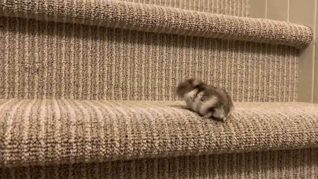 Хомячок и лестница 🤷♂️