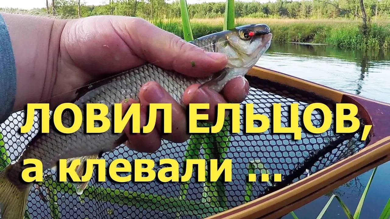 Ловил ельцов, а клевали... Снасть тенкара. Поиск рыбы на реке.