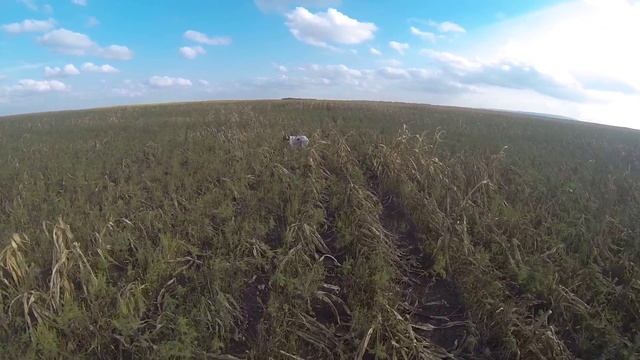 Охотимся с  Черри (ирландский к/б сеттер) на перепёлочку.