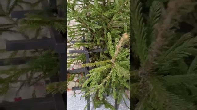 Установка новогодней ЁЛКИ с помощью опоры для растений