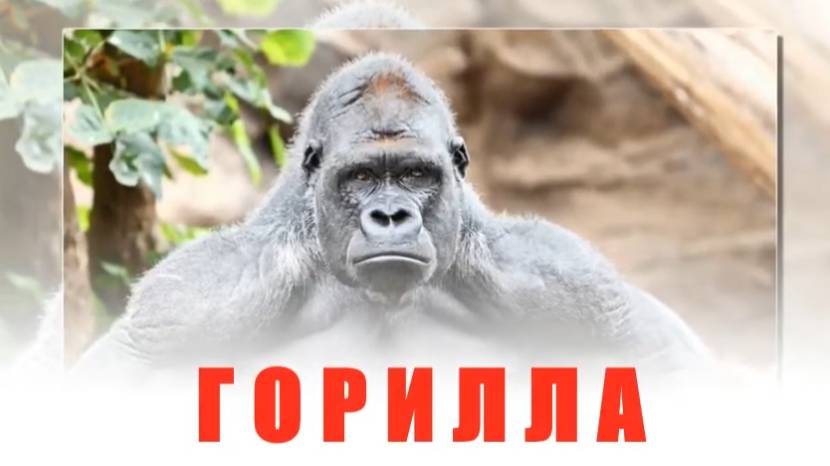 ГОРИЛЛА - занятие по развитию вербального интеллекта.