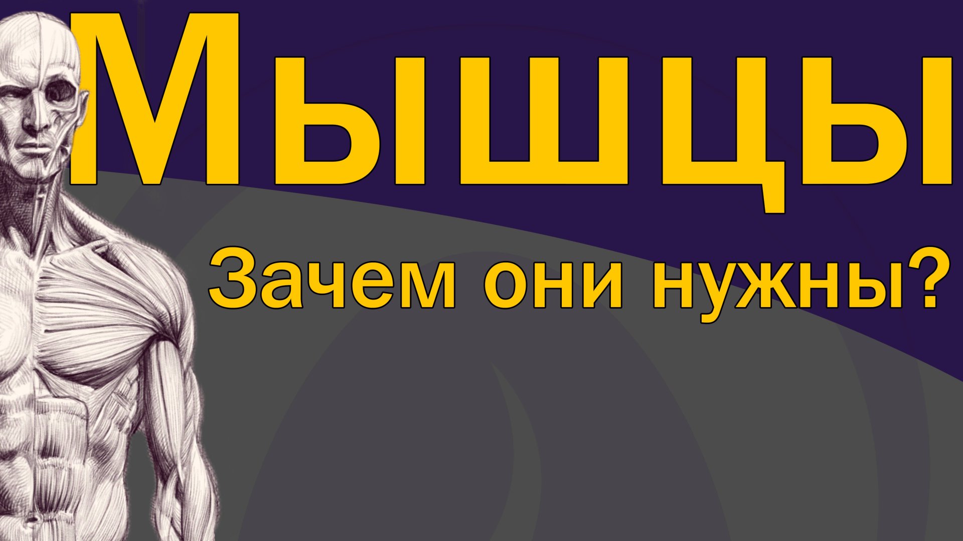 Зачем нужны мышцы?