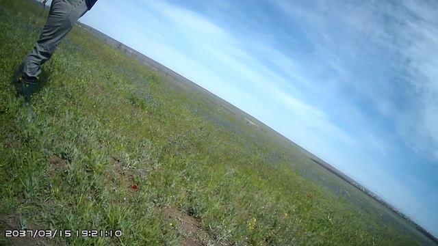 Грей в поле.