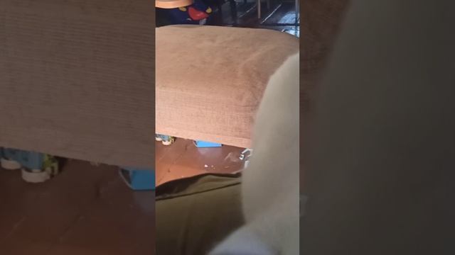 Кошачий прыг