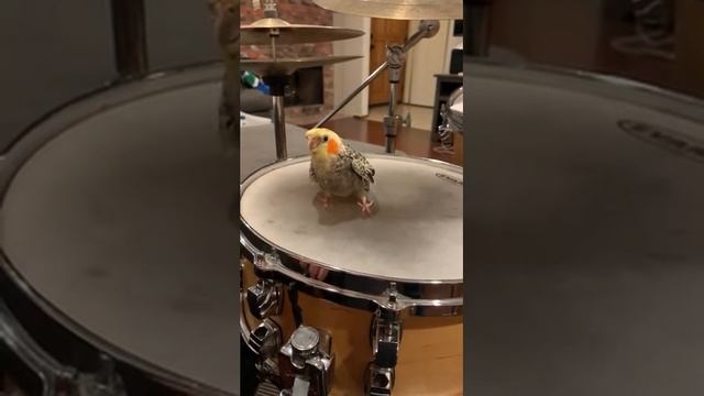 Учимся барабанить